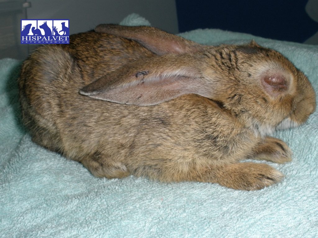 Mixomatosis en conejos - Hispalvet Veterinarios